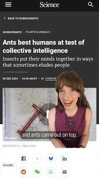 Ants best humans at test of collective intelligence