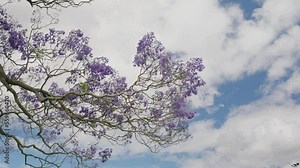 Australia jacaranda trees blossom in newfarm park, Queensland, Australia