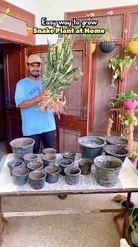 All about Snake plant | Easiest way to grow at home 🤗🪴🐍 #containergardening #sanseveria #shorts