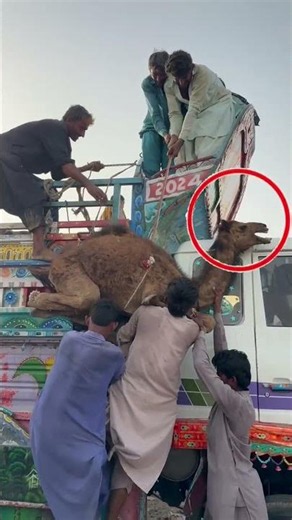 The Ultimate Teamwork: Loading a Massive Camel onto a Truck. #shorts