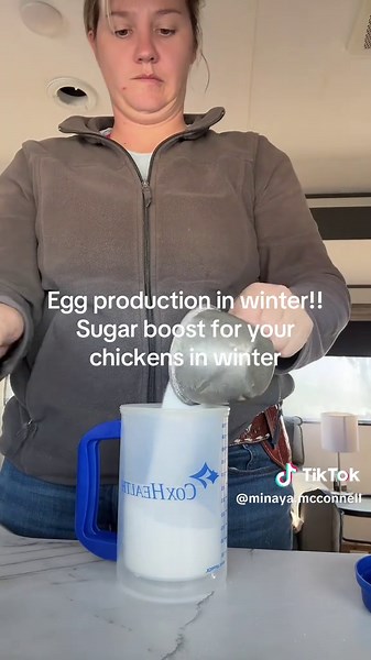 Egg Production Boost for Chickens in Winter