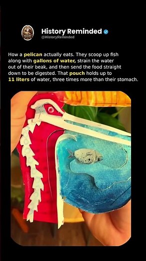 How do pelicans feed?