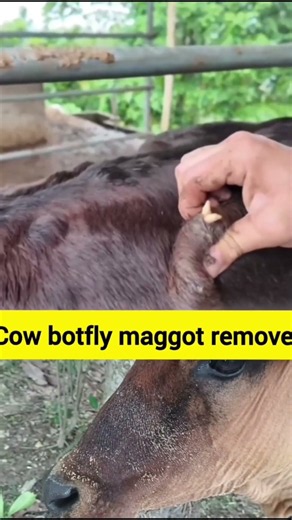 Cow Botfly Maggot Removal 😱🐄 #Botfly #AnimalRescue
