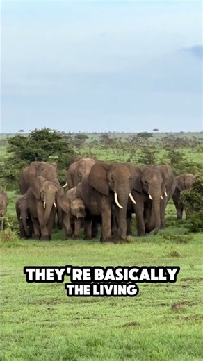 Why Elephants Are Smarter Than You Think