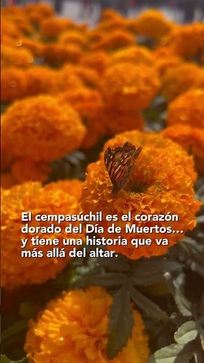 Cempasúchil: el camino de las almas