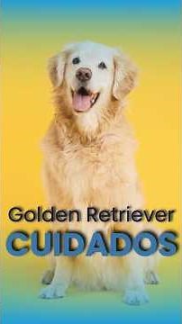 Golden Retriever Care and Maintenance / mascoteandove