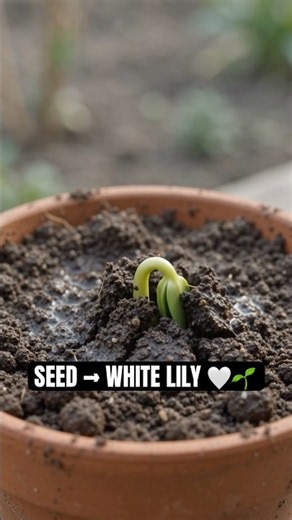 From Seed to White Lily 🤍🌱 | Complete Lily Flower Life Cycle #shorts