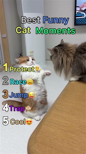 Best Funny Cat Moments 😂🐱 | Funniest Cat Video #FunnyCats #CatVideos #CuteCats #CatComedy