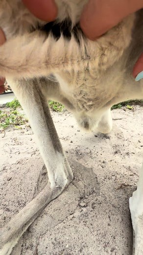 Meet Our Newborn Baby Kangaroo at AnimalEDventures