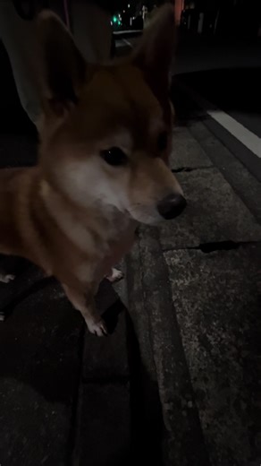 私は2回目！ 次いつ聞けるか分かりません😂 #やっと動画撮れた#柴#柴犬 | 犬が 反応する音