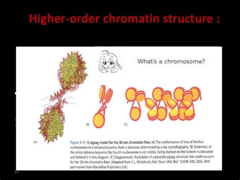 Chromatin Structure Dna Chromosome