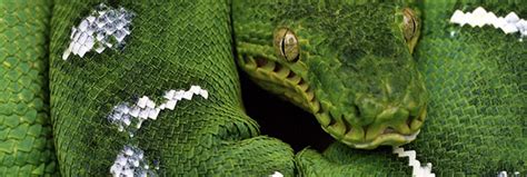python v python software foundation fights for trademark in eu ars
