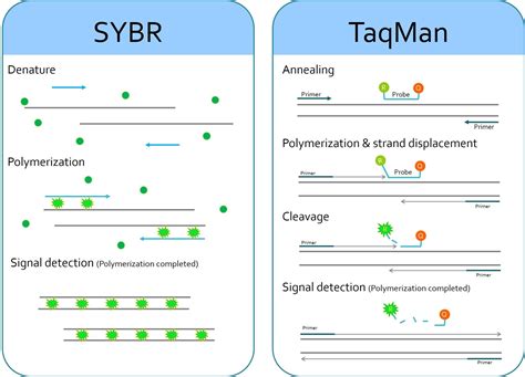 Real Time Pcr Principle Process Markers Uses