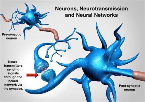 Biological Approach Additional Terms Ib Psychology