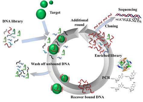 Schematic Representation Of The Selex Strategy For The Identification