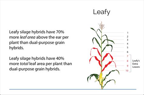 Plant Population — Glenn Seed Ltd