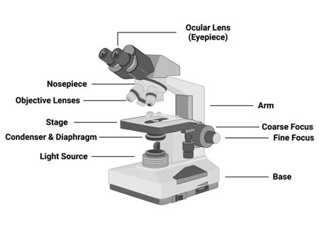 Parts Of A Microscope Labeled