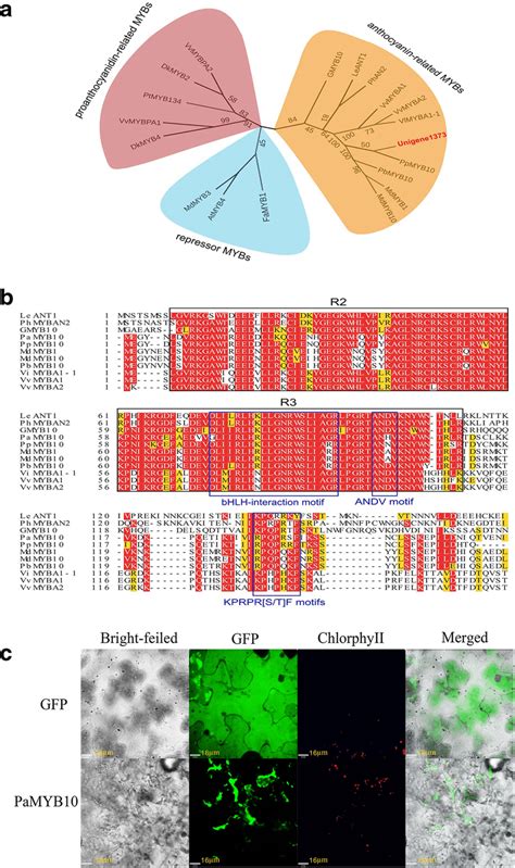 Sequence Analysis And Subcellular Localization Of Pamyb10 A