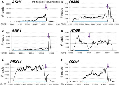 Use Of The Ms2 Aptamer And Coat Protein For Rna Localization In Yeast