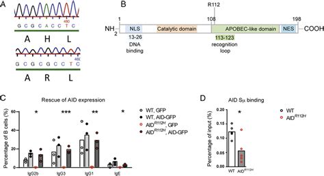The Defect In Class Switching Is Caused By An Aid Arginine 112