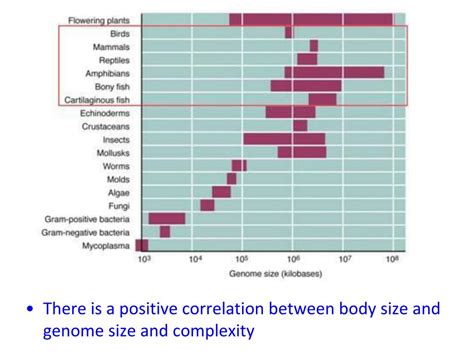 Ppt Genome Evolution Powerpoint Presentation Free Download Id 2584527