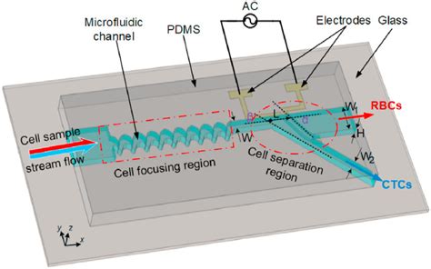 Sketch Of The Microfluidic Chip Design For Continuous Cell Focusing And