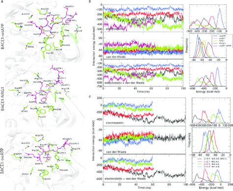 Molecular Dynamics Simulation Predicts That Nrg1 Is A Better Substrate