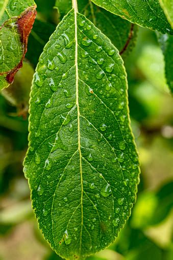 Tetesan Air Pada Daun Hijau Foto Stok Unduh Gambar Sekarang Air