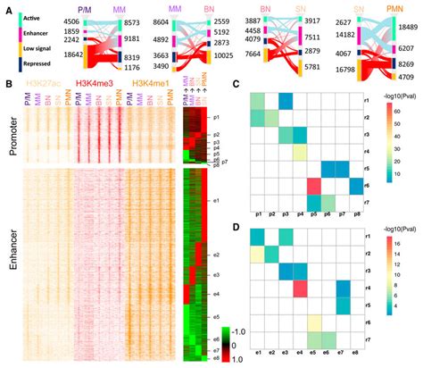 H3k27 Acetylation Drives Consecutive Neutrophil Differentiation Stages