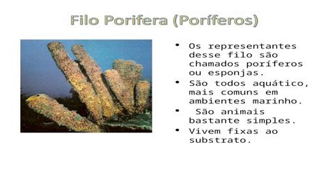 Os Representantes Desse Filo São Chamados Poríferos Ou Esponjas São