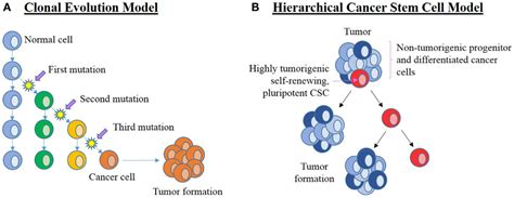 Hierarchy Of Stem Cells