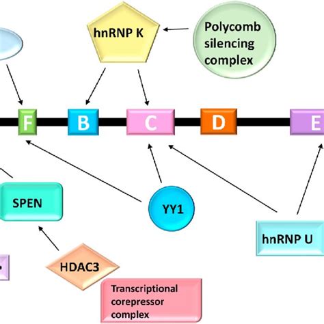 Pdf The Nuclear Functions Of Long Noncoding Rnas Come Into Focus