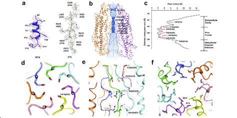 Ion Permeation Pathway Of Hpanx1 A The Em Density Of The N Terminal