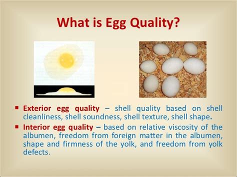 Egg Quality1