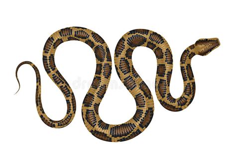 python vectorillustratie vector illustratie illustratie bestaande uit