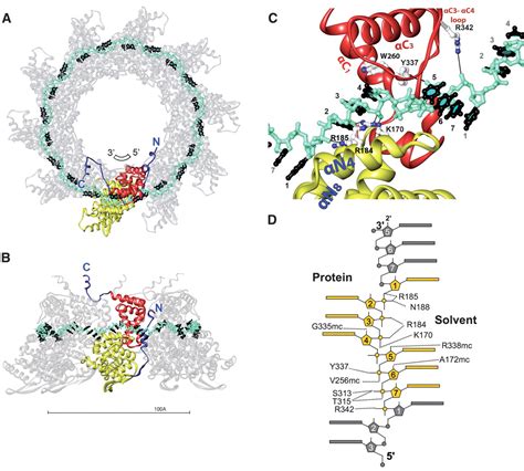 Crystal Structure Of A Nucleocapsid Like Nucleoprotein Rna Complex Of