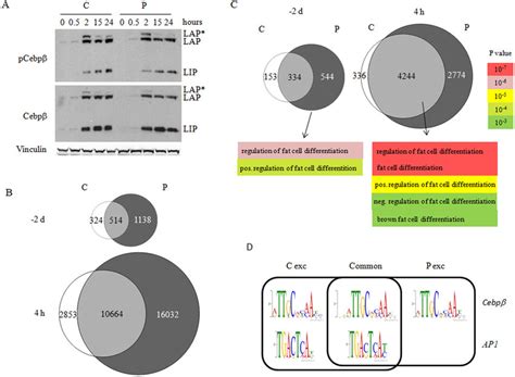 Prep1 Down Regulation Increases C Ebpβ Binding To Chromatin In 3t3 L1
