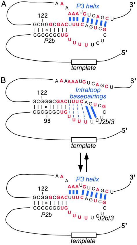 Functional Analysis Of The Pseudoknot Structure In Human Telomerase Rna