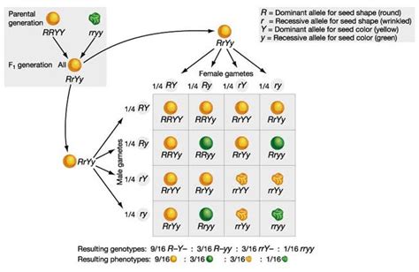 10 2 dihybrid crosses and gene linkage sl hl2 biology ferguson