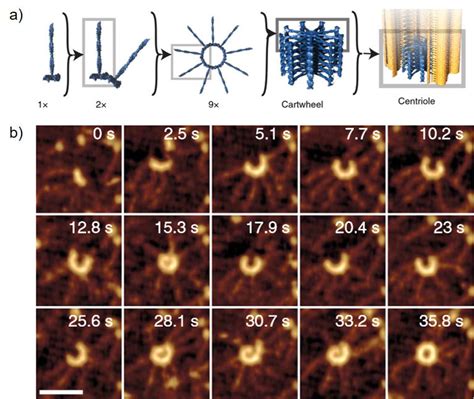 High Speed Afm Imaging Of Biological Systems Using Febid Modified Si