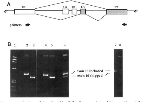 Figure 1 From Evolutionarily Conserved Alternative Pre Mrna Splicing