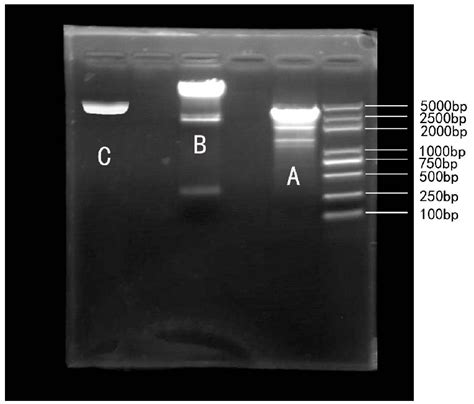 Identification Of Recombinant Expression Vector By Double Enzyme A