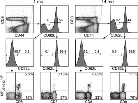 Sorting Protocol For Isolating Cd62lhi And Cd62llo Memory T Cells