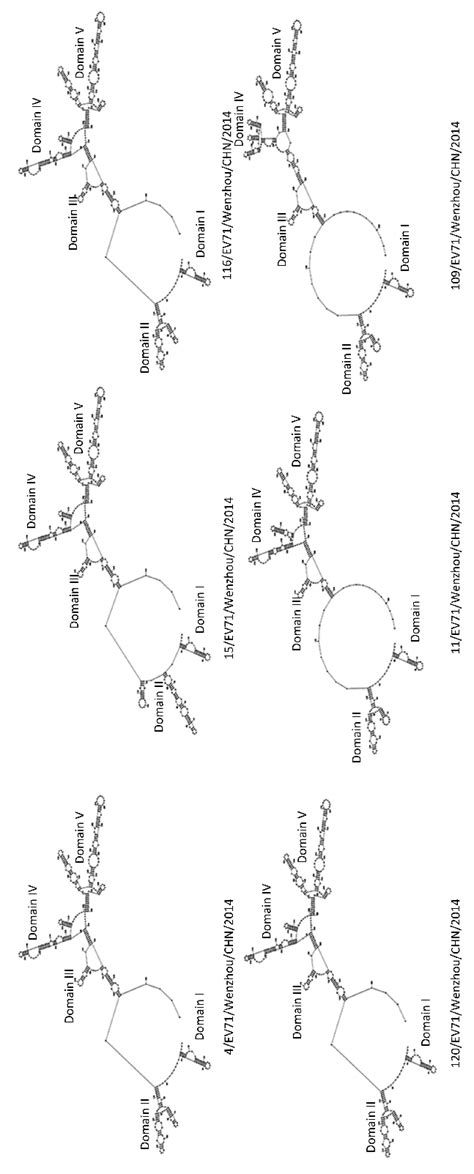 The Rna Secondary Structure Predictions Of Ires For More Details
