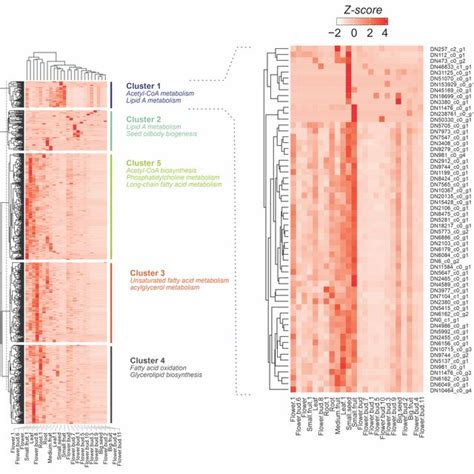 Heatmap Of The Analysis Of The Rna Seq Transcriptome Of 24 Tissue
