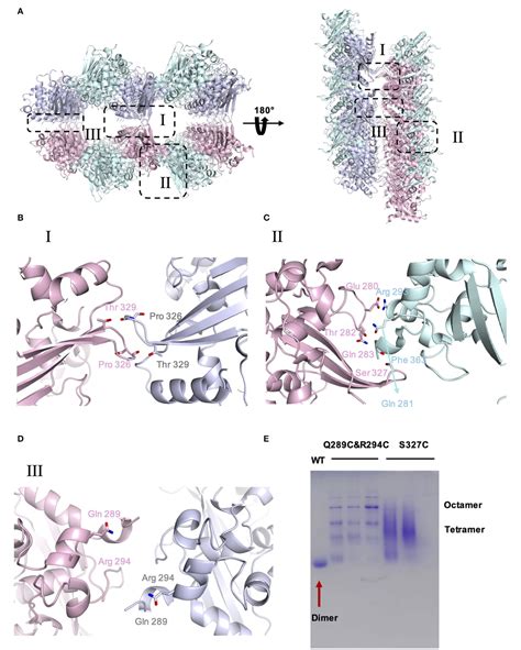 Structural Insight Into The Sars Cov 2 Nucleocapsid Protein C Terminal