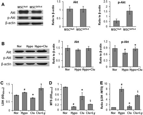 Relationship Of Clusterin With Akt Triggered Cytoprotection Against
