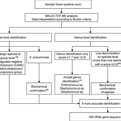 Algorithm For The Identification Of Gram Positive Cocci In Routine
