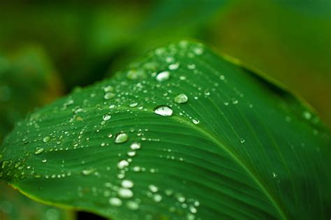 Tetesan Air Pada Daun Hijau Daun Tanaman Kebun Setelah Hujan Embun Pagi