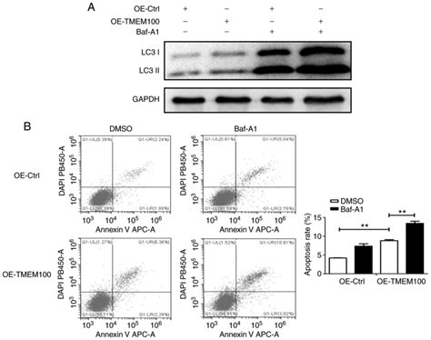 Tmem100 Induces Cell Death In Non‑small Cell Lung Cancer Via The
